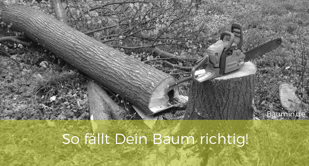 Baum fällen leicht gemacht | Baumin